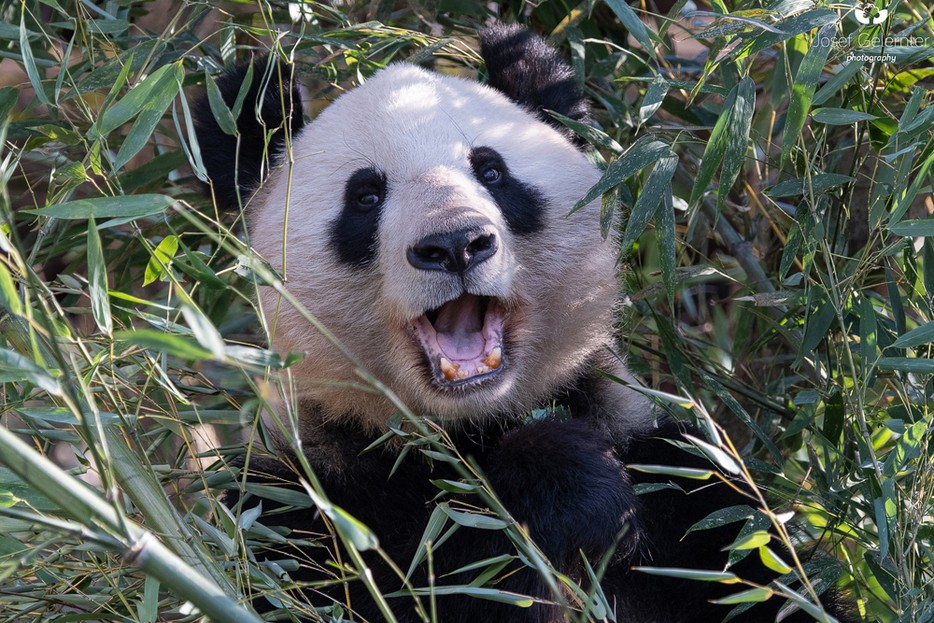 Großer Panda – Tiergarten Schönbrunn