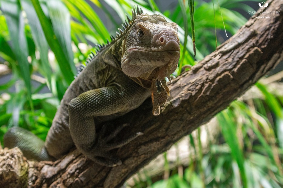 Kleiner Antillen-Leguan – Tiergarten Schönbrunn