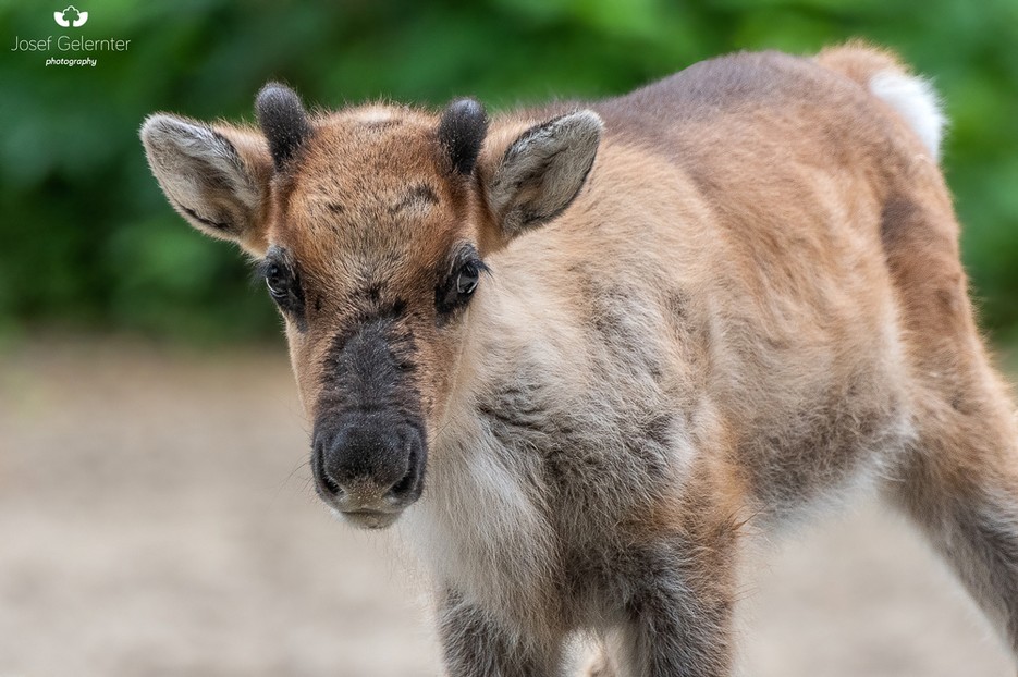 Rentier – Tiergarten Schönbrunn