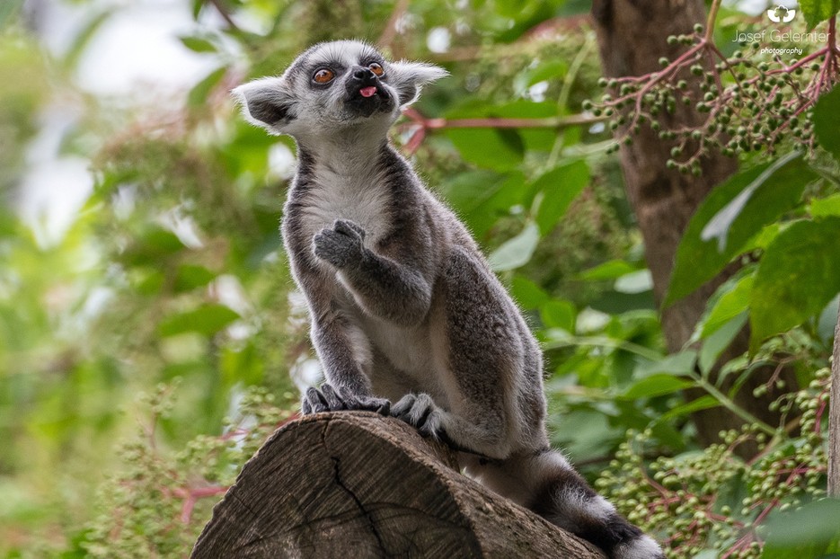 Katta – Tiergarten Schönbrunn