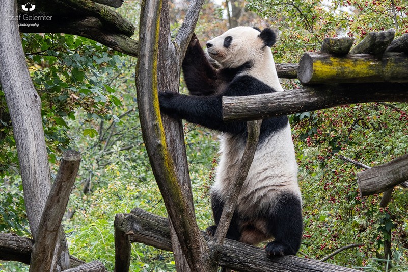 Großer Panda – Tiergarten Schönbrunn