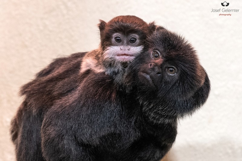 Springtamarin – Tiergarten Schönbrunn