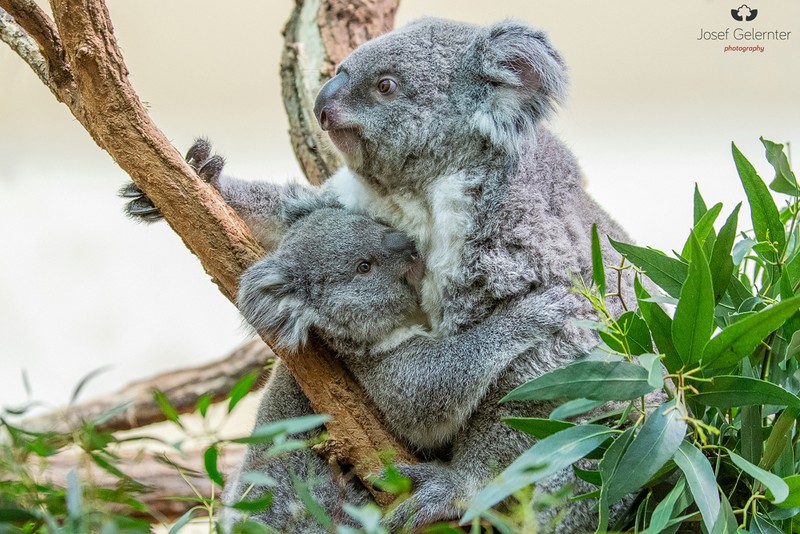 Koala – Tiergarten Schönbrunn