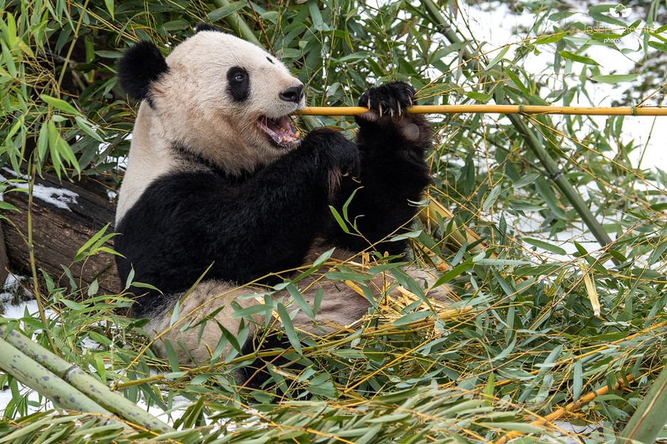 Großer Panda – Tiergarten Schönbrunn