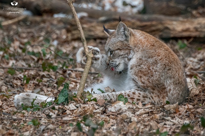 Eurasischer Luchs – Tiergarten Schönbrunn