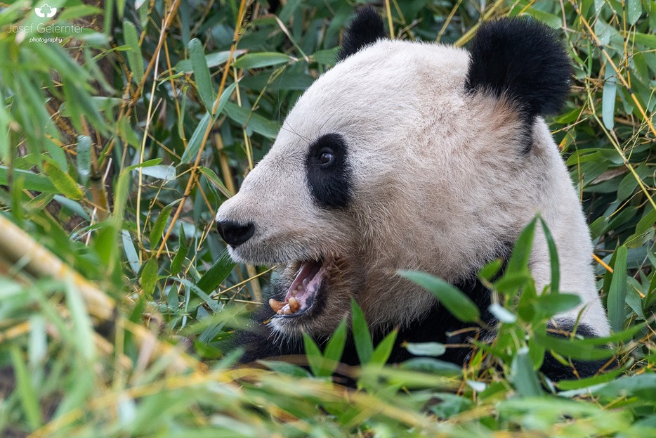 Großer Panda – Tiergarten Schönbrunn