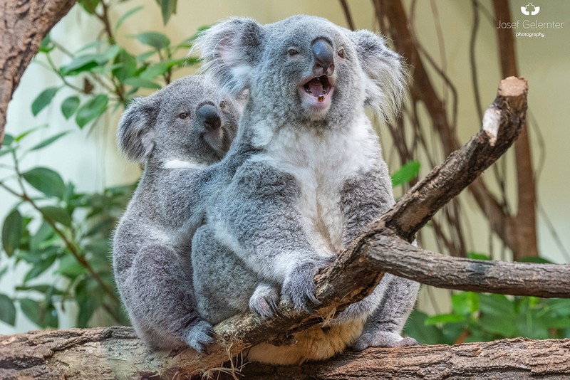 Queensland Koala – Tiergarten Schönbrunn