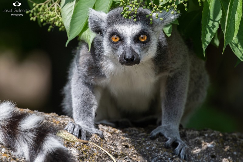 Katta – Tiergarten Schönbrunn