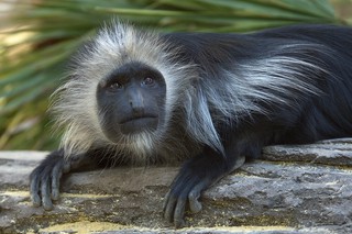 Säugetiere – Tiergarten Schönbrunn