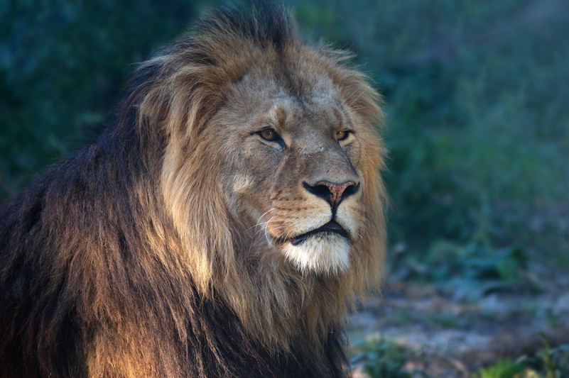 Löwe – Tiergarten Schönbrunn