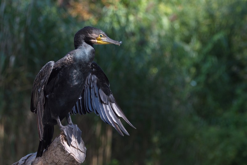 Kormoran – Tiergarten Schönbrunn