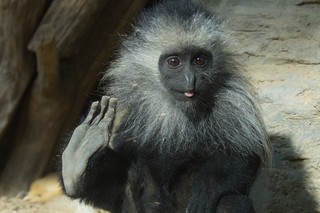 Säugetiere – Tiergarten Schönbrunn