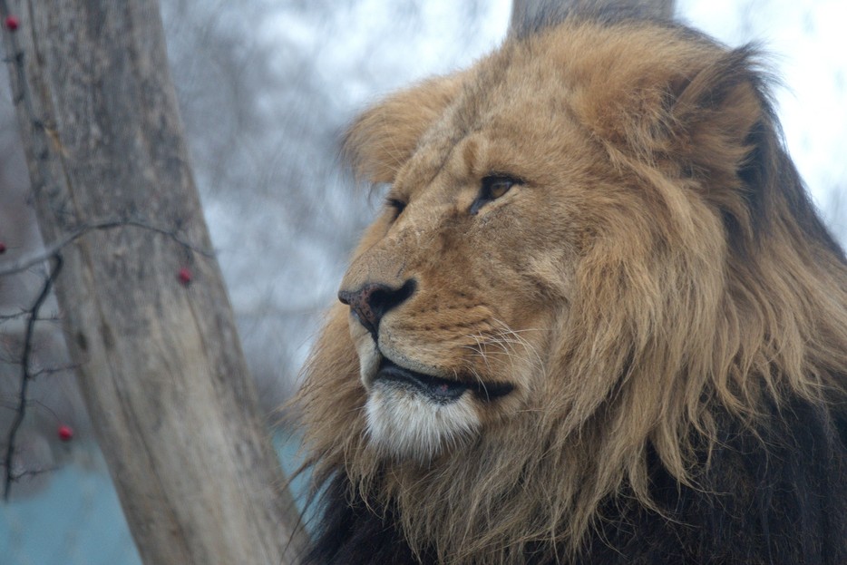 Löwe – Tiergarten Schönbrunn