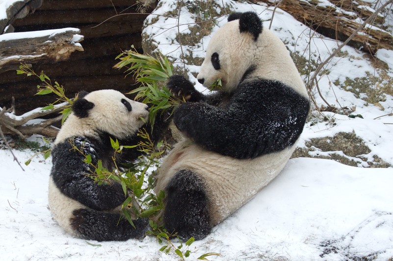 Großer Panda – Tiergarten Schönbrunn
