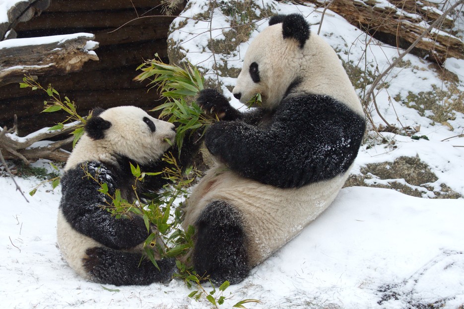 Großer Panda – Tiergarten Schönbrunn