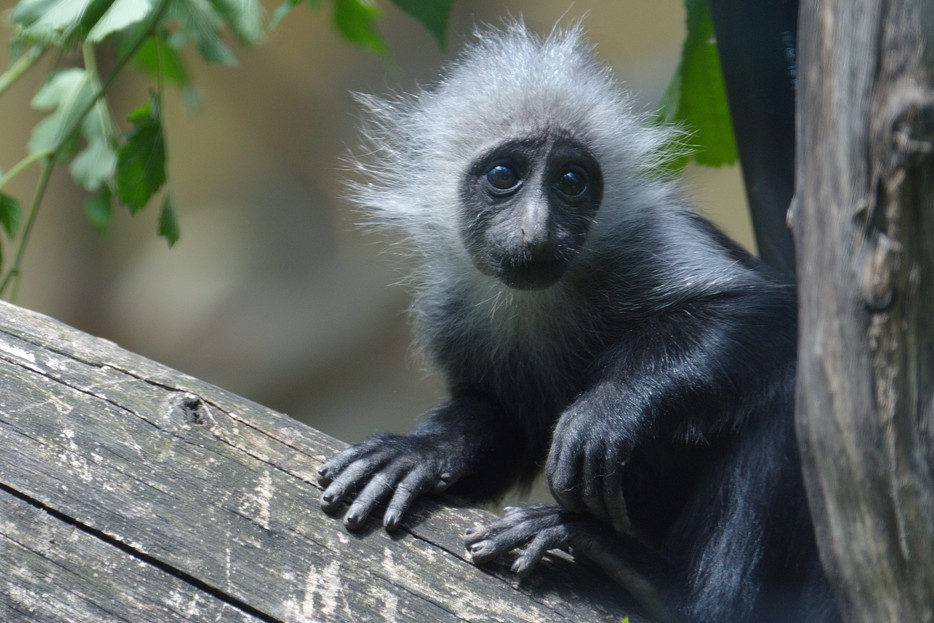 Bärenstummelaffe – Tiergarten Schönbrunn