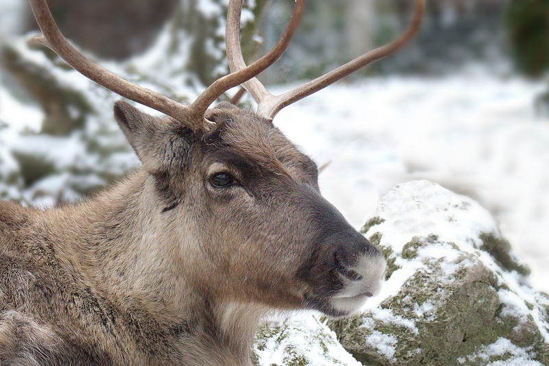 Rentier – Tiergarten Schönbrunn