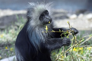Säugetiere – Tiergarten Schönbrunn