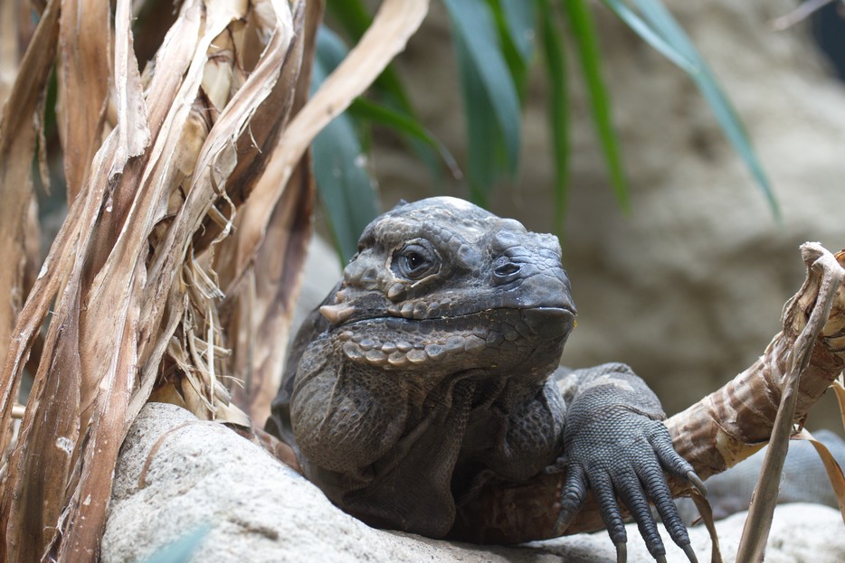 Nashornleguan – Tiergarten Schönbrunn