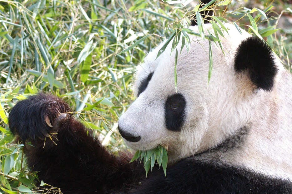 Großer Panda – Tiergarten Schönbrunn