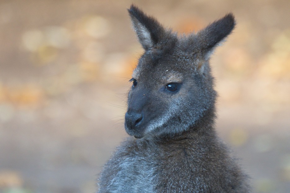 Bennettkänguru – Tiergarten Schönbrunn