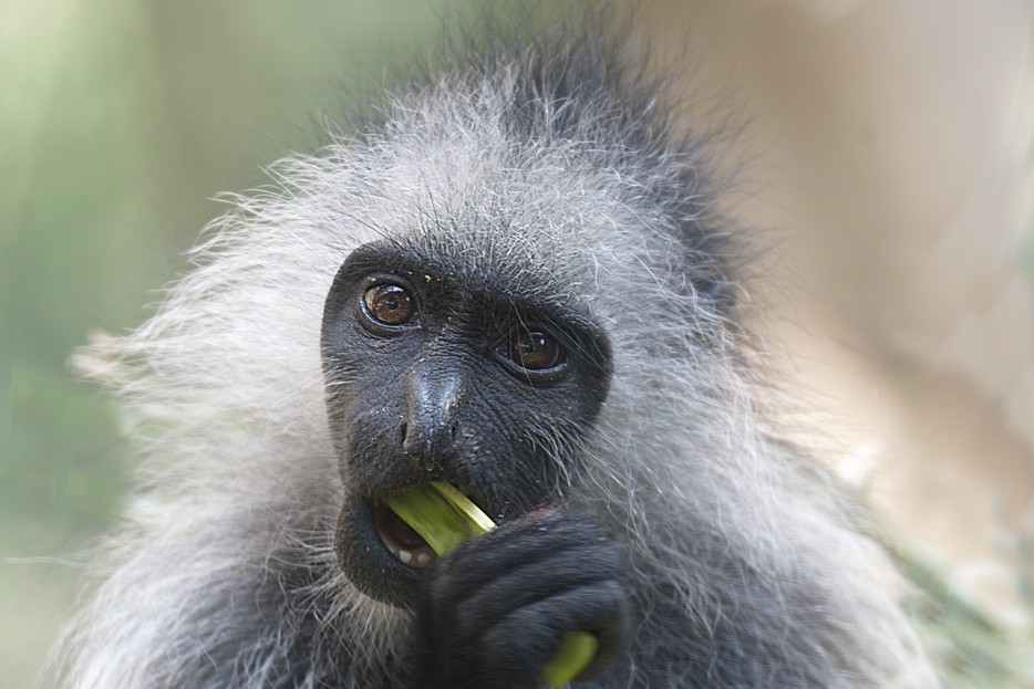Bärenstummelaffe – Tiergarten Schönbrunn