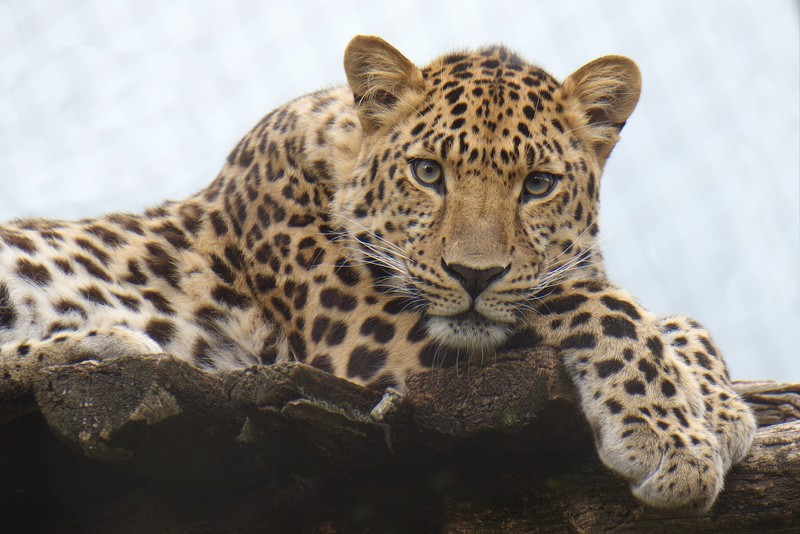 Amurleopard – Tiergarten Schönbrunn