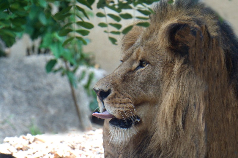 Löwe – Tiergarten Schönbrunn