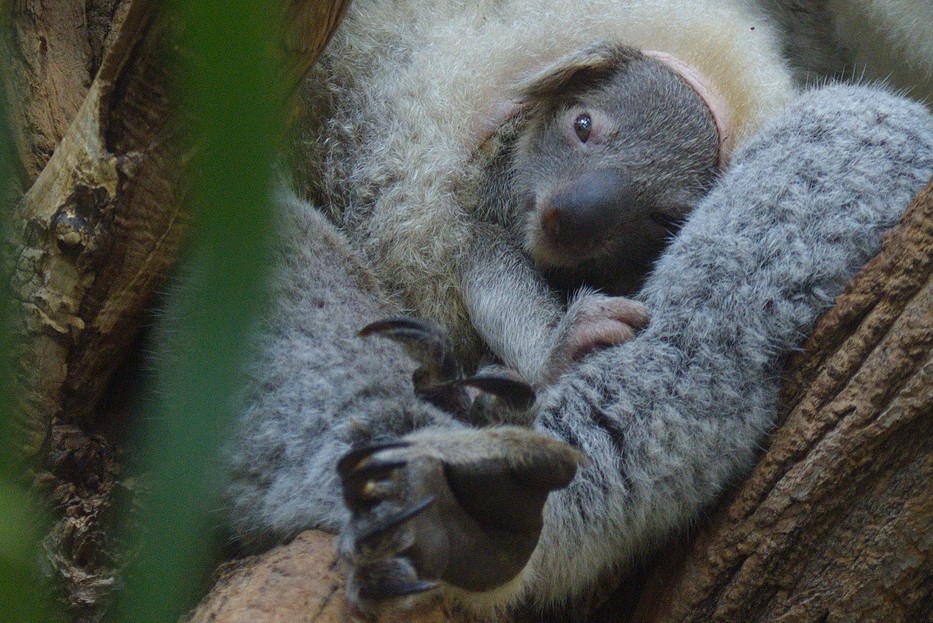 Koala – Tiergarten Schönbrunn