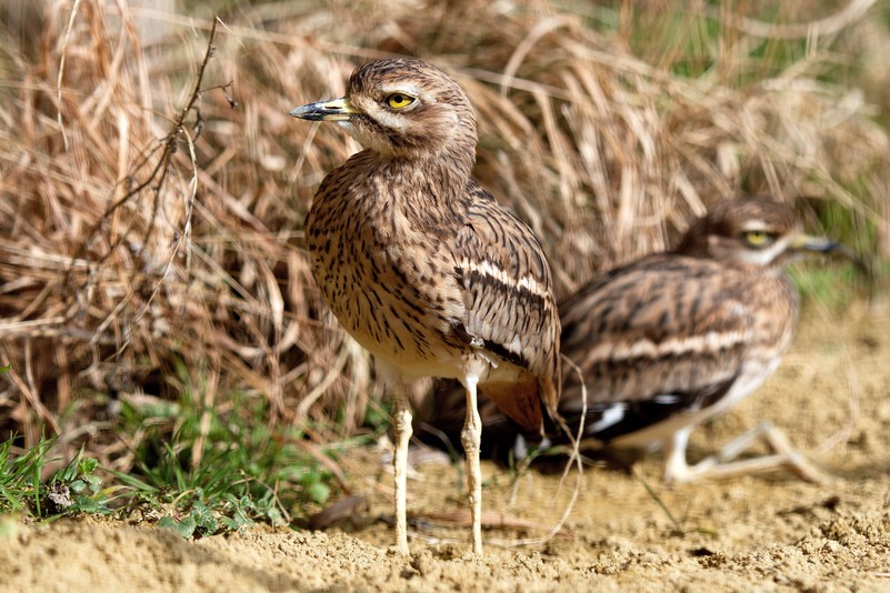 Triel – Tiergarten Schönbrunn