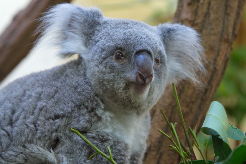 Queensland Koala – Tiergarten Schönbrunn