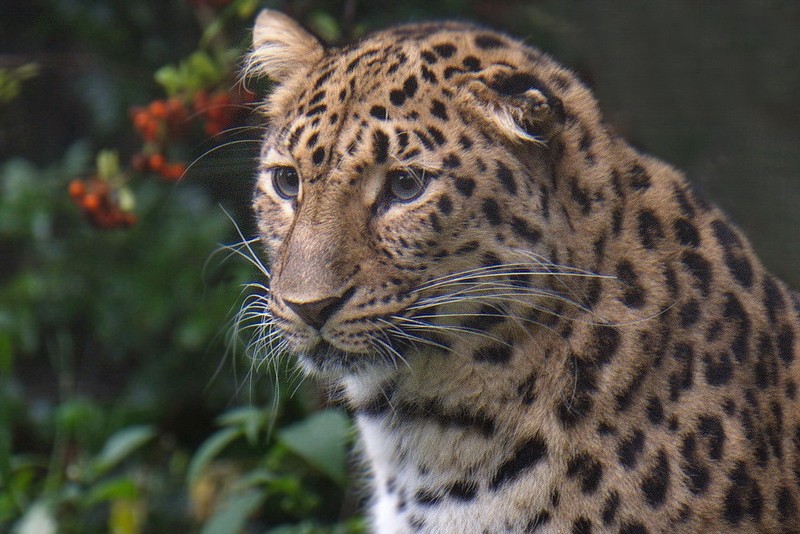 Amurleopard – Tiergarten Schönbrunn