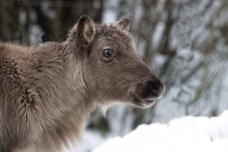 Rentier – Tiergarten Schönbrunn
