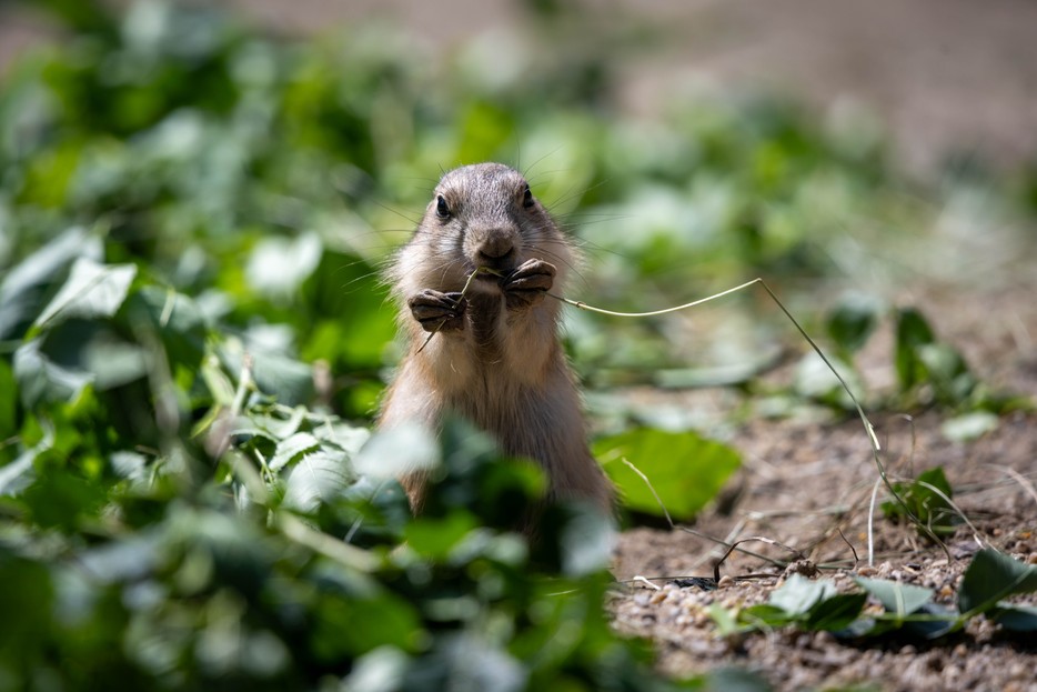 Homepage – Vienna Zoo