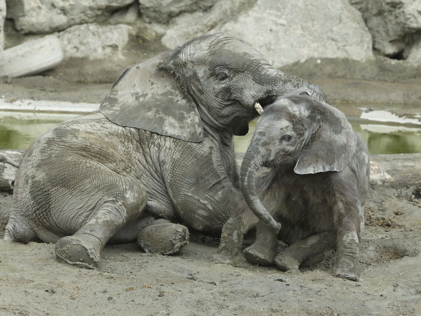 Fischeis und Badespaß – Tiergarten Schönbrunn