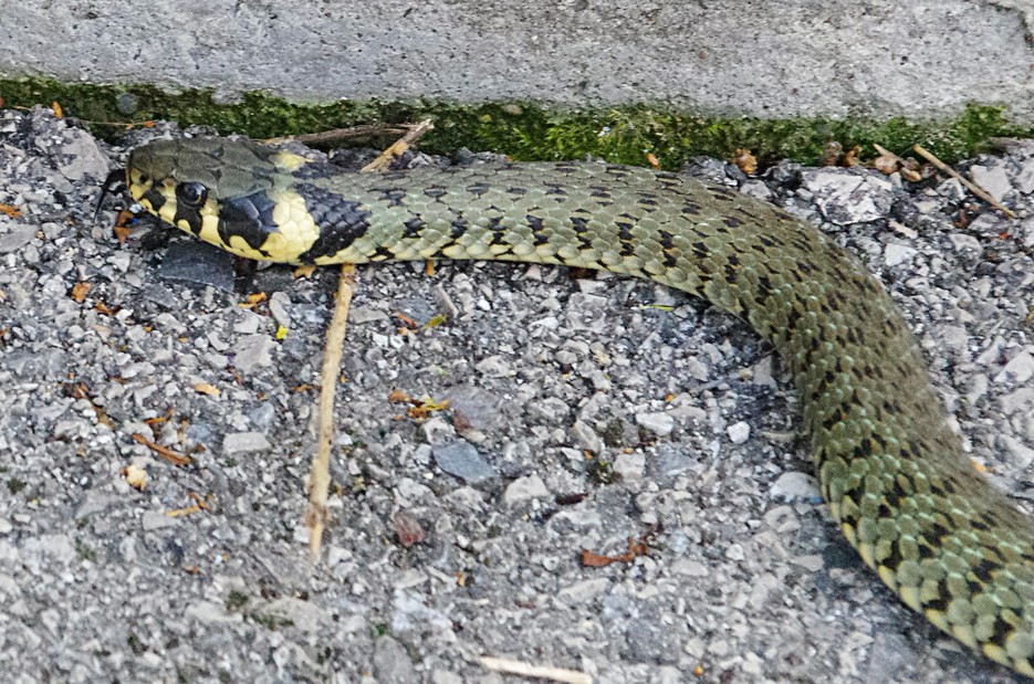 kim hanns michalek – Tiergarten Schönbrunn