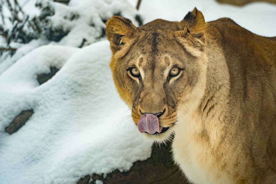 Löwe – Tiergarten Schönbrunn