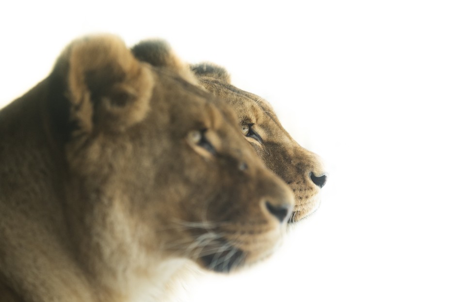 Löwe – Tiergarten Schönbrunn