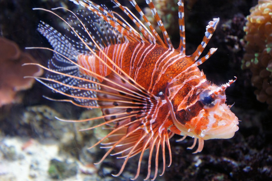 Musa A. Armagan – Tiergarten Schönbrunn