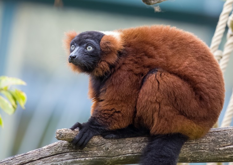 Roter Vari – Tiergarten Schönbrunn