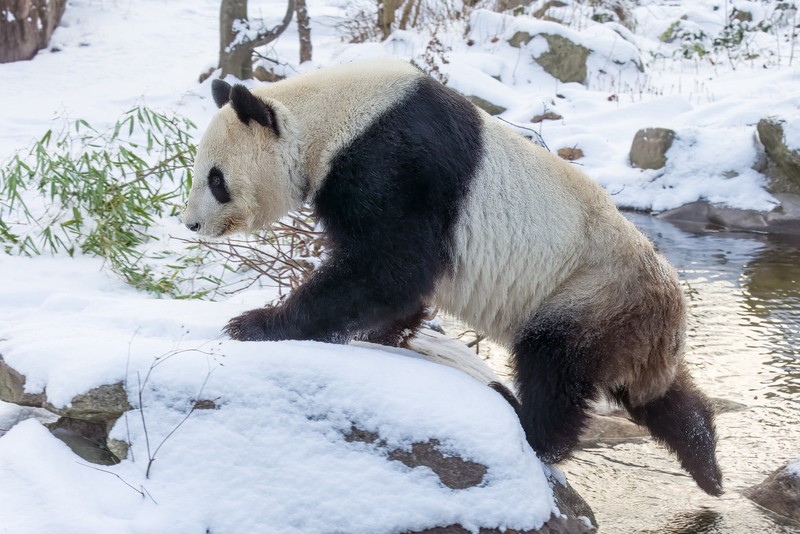 Großer Panda – Tiergarten Schönbrunn