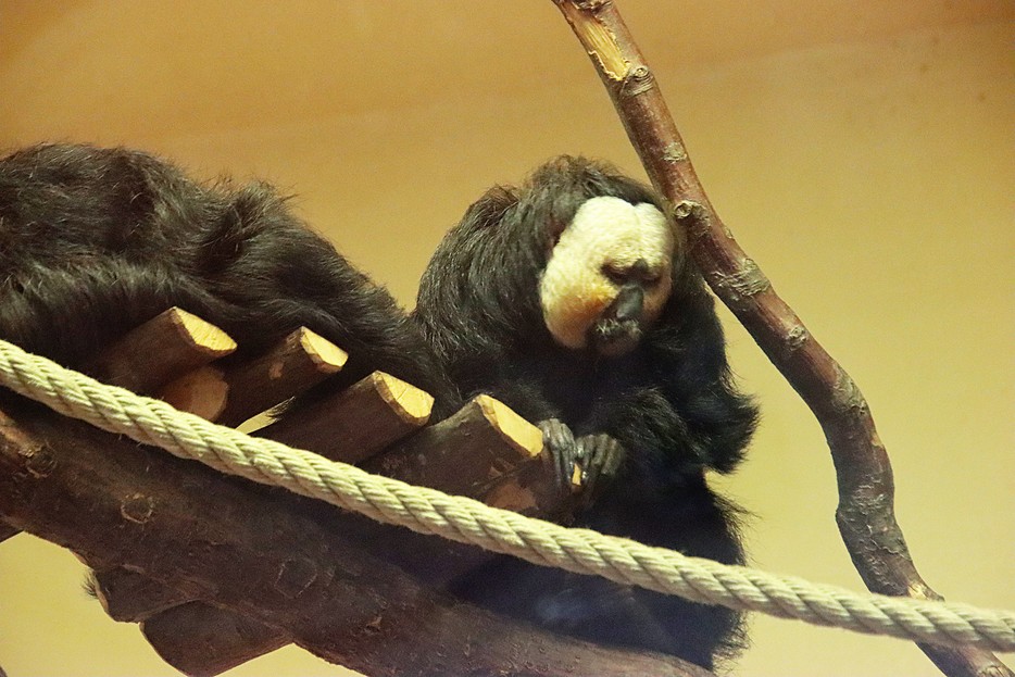 Manu Schmutz – Tiergarten Schönbrunn