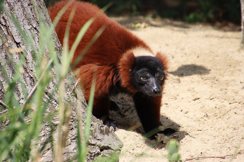 Roter Vari – Tiergarten Schönbrunn