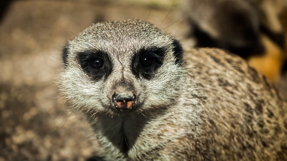 Erdmännchen – Tiergarten Schönbrunn