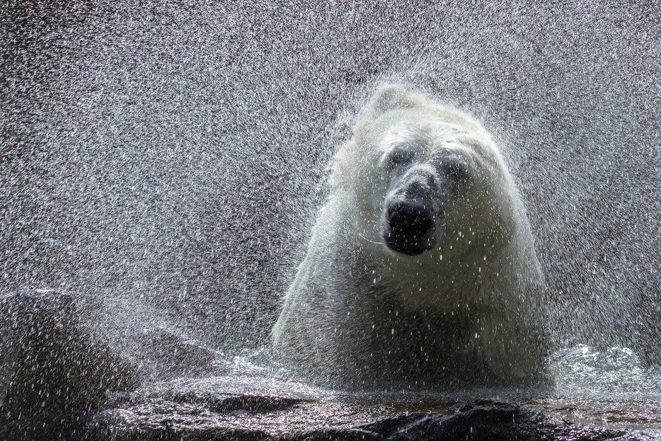 Martin Cos – Tiergarten Schönbrunn
