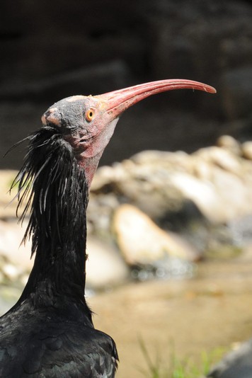Michael Hanl – Tiergarten Schönbrunn