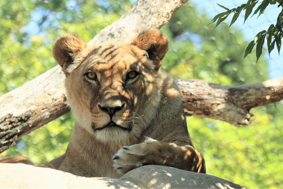 Homepage – Vienna Zoo