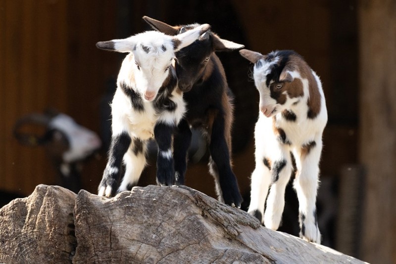 Tauernschecken Ziege – Tiergarten Schönbrunn