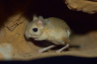 Säugetiere – Tiergarten Schönbrunn