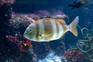 Fische – Tiergarten Schönbrunn